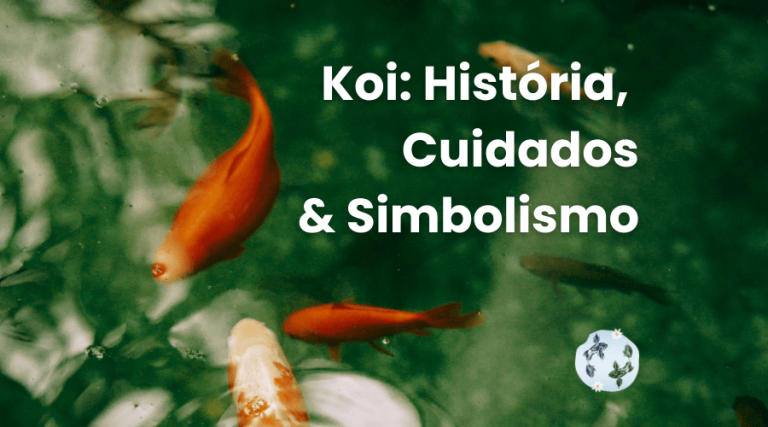 Koi: História, Cuidados e Como Projetar o Lago Perfeito