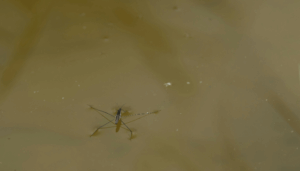 Swimming Pool Insects: Identify, Remove & Prevent Bugs