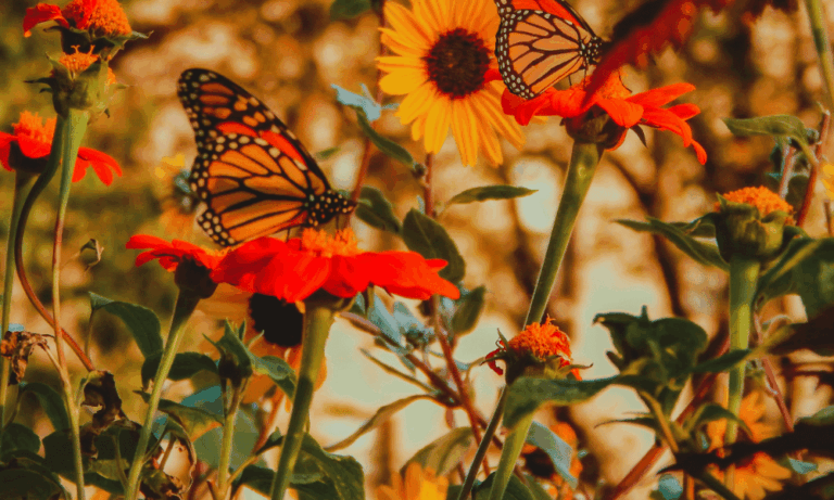 How to Build a Butterfly Garden That Actually Works